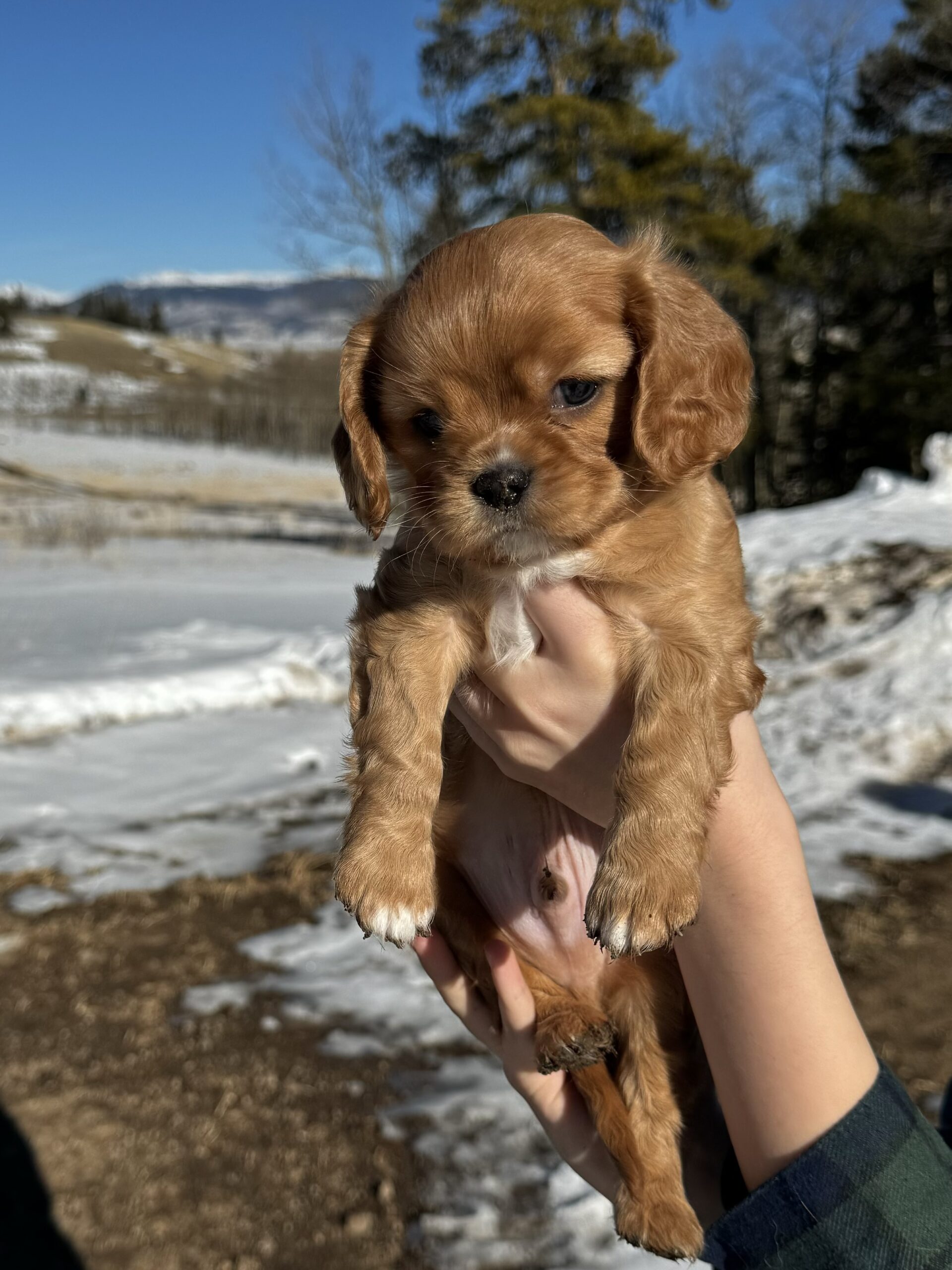 Puppies - Colorado King Charles Cavaliers Spaniel Cuties